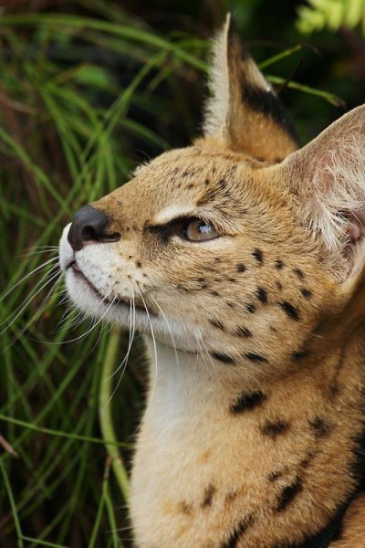 12 Interesting Facts about Serval Pets – Stat Scripts