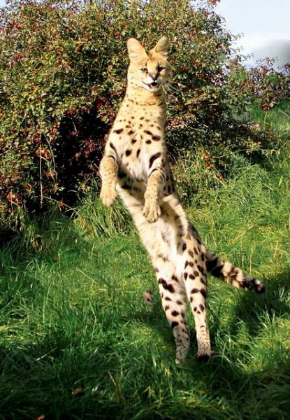 12 Interesting Facts about Serval Pets – Stat Scripts